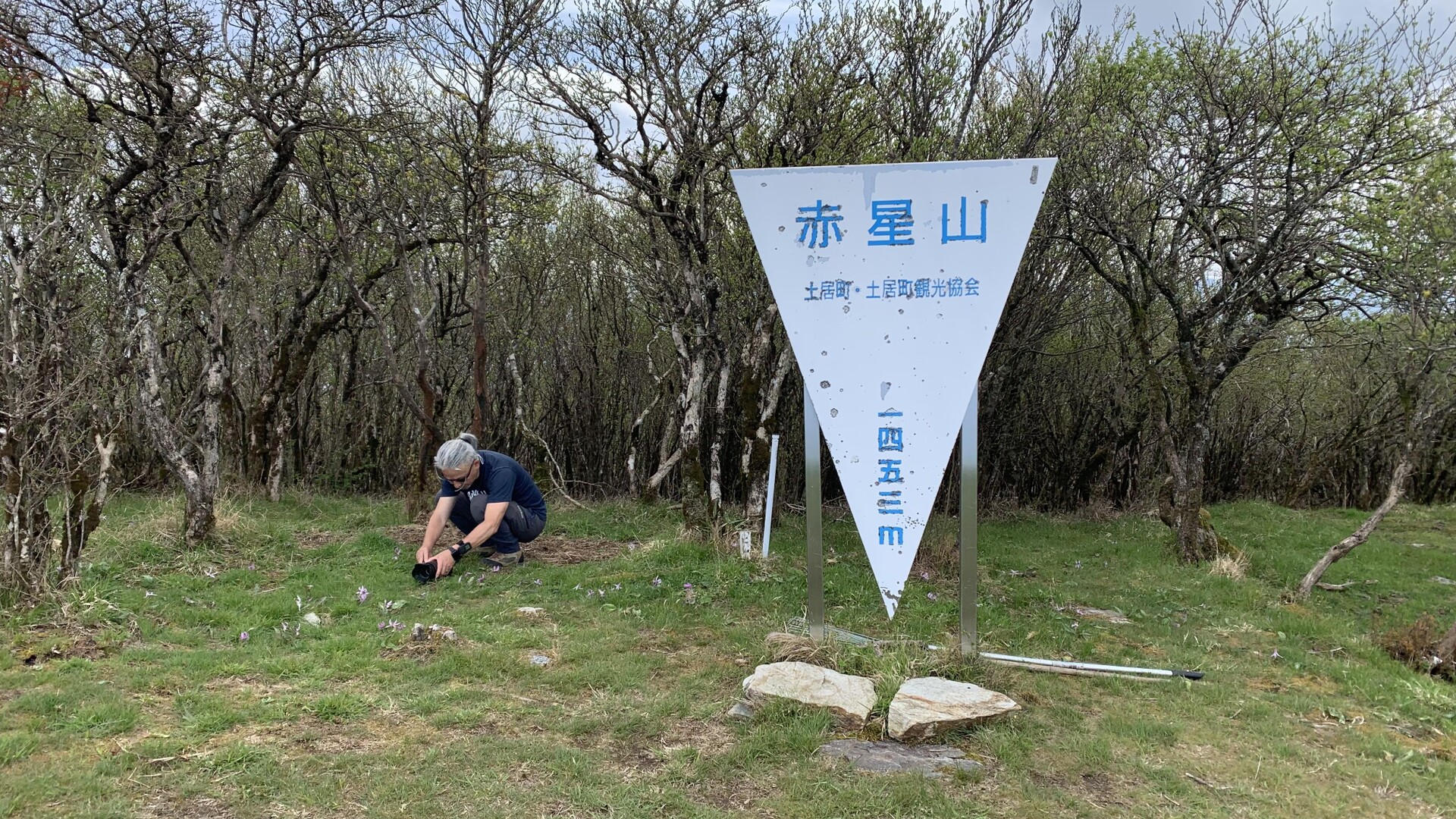 カタクリとアケボノツツジ ギリギリ間に合った赤星山 / kin_kinさんの赤星山・豊受山の活動データ | YAMAP / ヤマップ