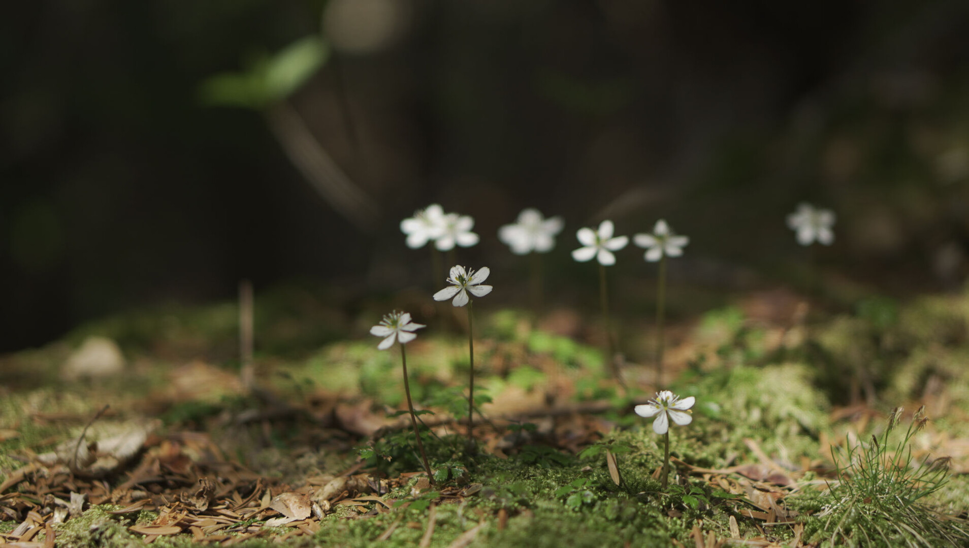工石山 / FRVさんの工石山の活動データ | YAMAP / ヤマップ