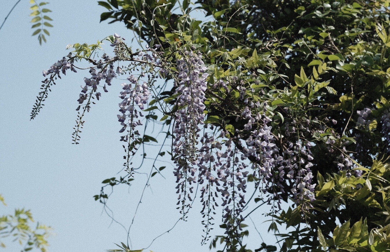 里山に来た春 / てつぼうさんのモーメント | YAMAP / ヤマップ