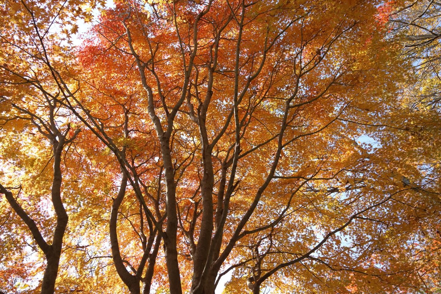 三日後の高崎山 / miippさんの由布岳・鶴見岳の活動データ | YAMAP / ヤマップ