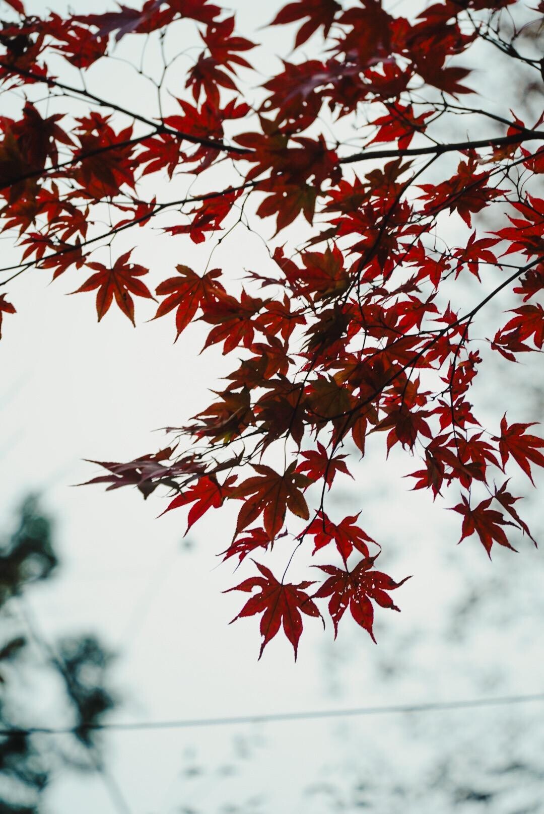 紅葉の御岳山 / YURIさんの御岳山 下山メシ聖地巡礼マップ#1の活動データ | YAMAP / ヤマップ