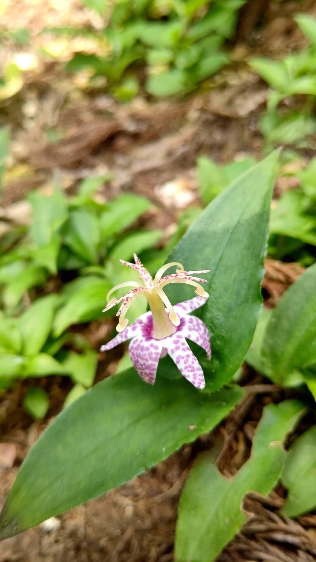 🎵 黒門に会釈一輪杜鵑草 悟空220... / kyoyamaさんのモーメント | YAMAP / ヤマップ