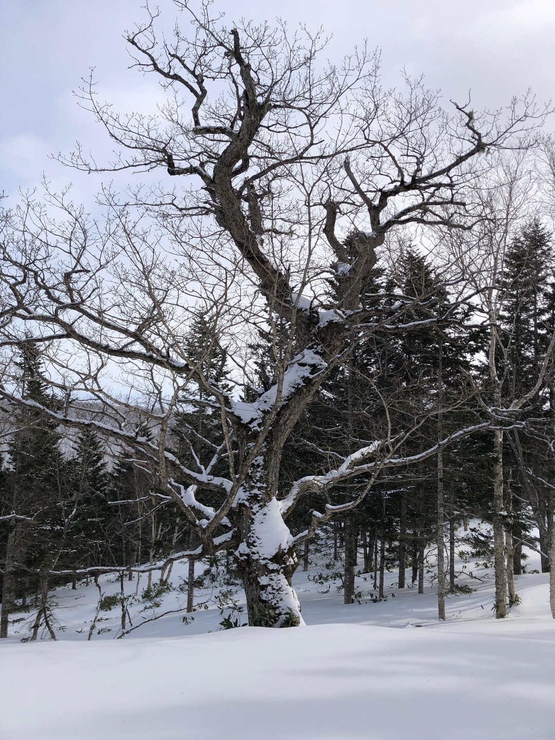 武佐岳2024-2-3頂上行けた / do-sankoさんの武佐岳の活動データ | YAMAP / ヤマップ