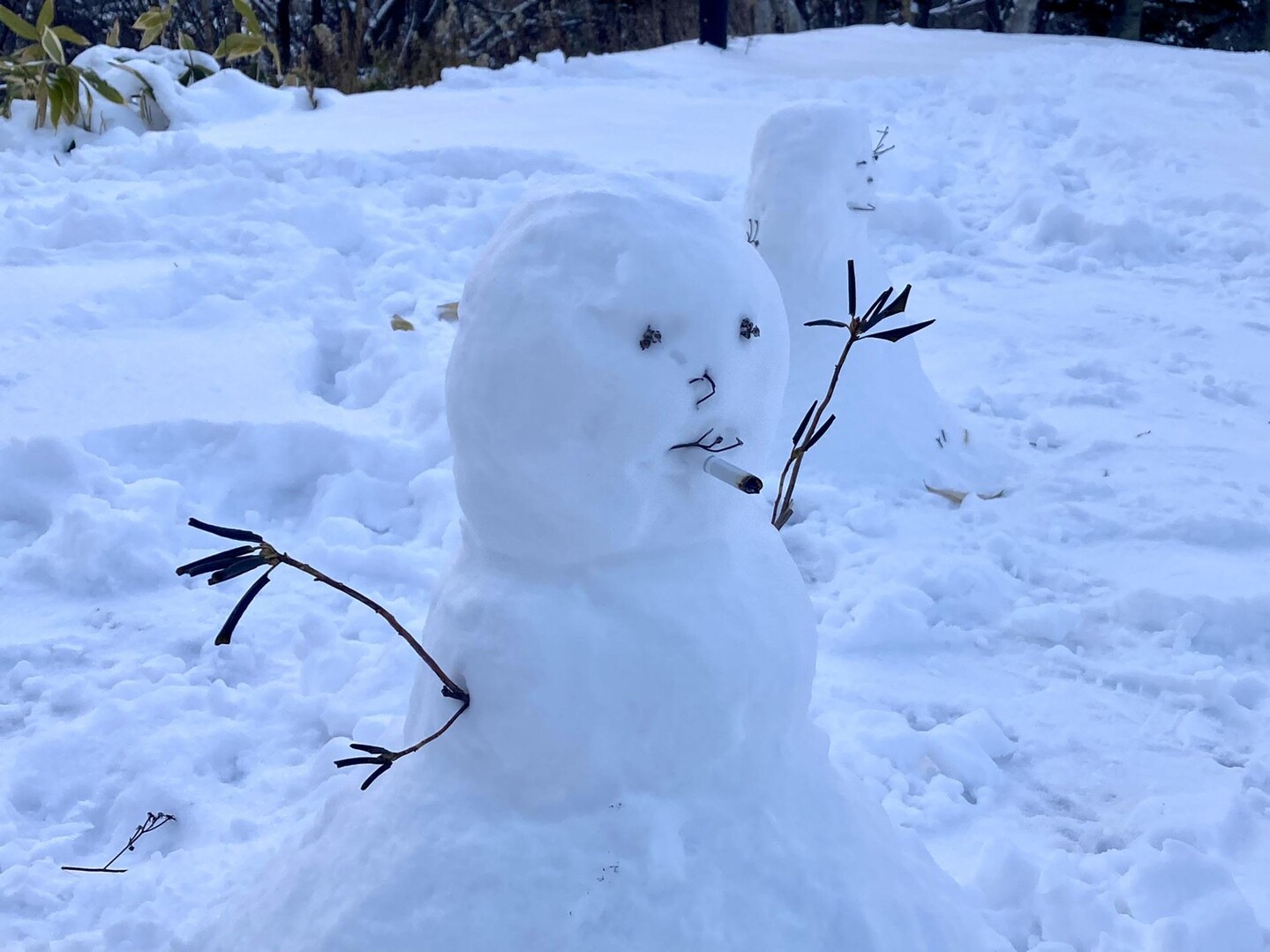 朝活藻岩山。。。面白いものが色々🤩 / 2525bbさんの藻岩山の活動データ | YAMAP / ヤマップ