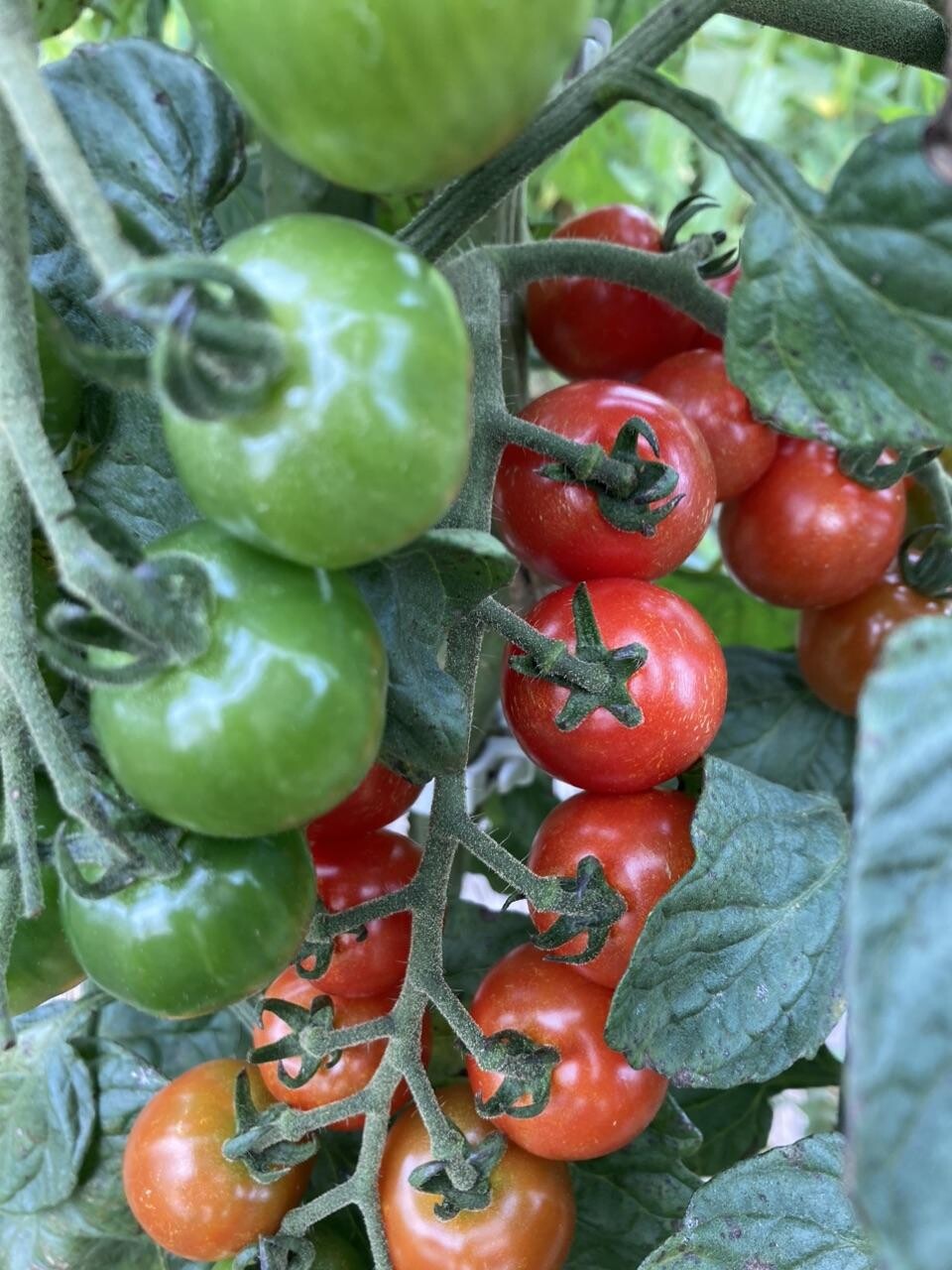 tomatoのページ | YAMAP / ヤマップ