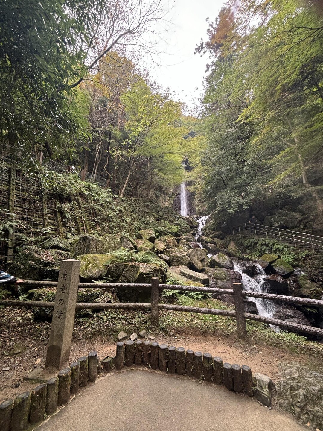 養老トレイル(ショート)試走☆三方山・小倉山・北尾根P826峰 / ミジュさんの養老山・笙ヶ岳・三方山の活動データ | YAMAP / ヤマップ