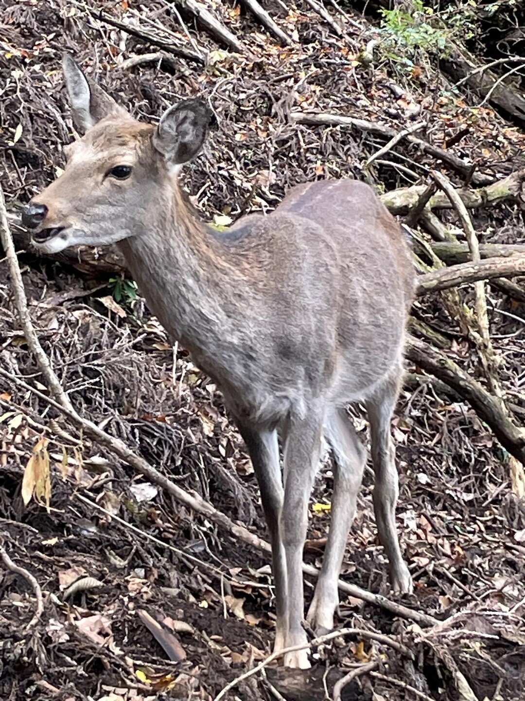 大山詣で / La Rayaさんの大山の活動データ | YAMAP / ヤマップ