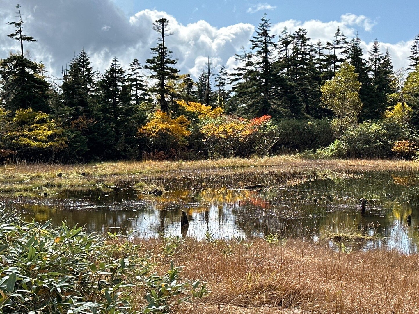 三ッ石山 / ischanさんの三ッ石山・大深岳・諸桧岳の活動データ | YAMAP / ヤマップ