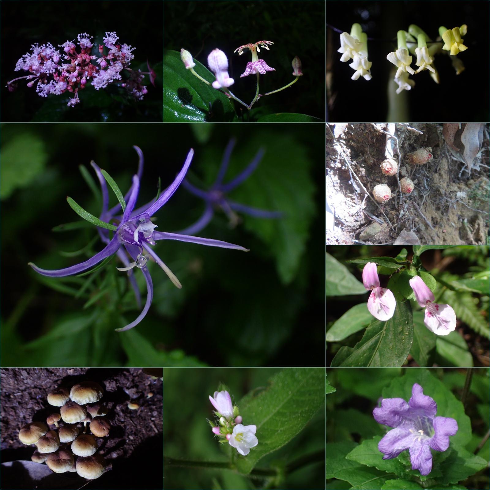 8/29～8/31四国まで見に行ったが ... / sakaiさんのモーメント | YAMAP / ヤマップ