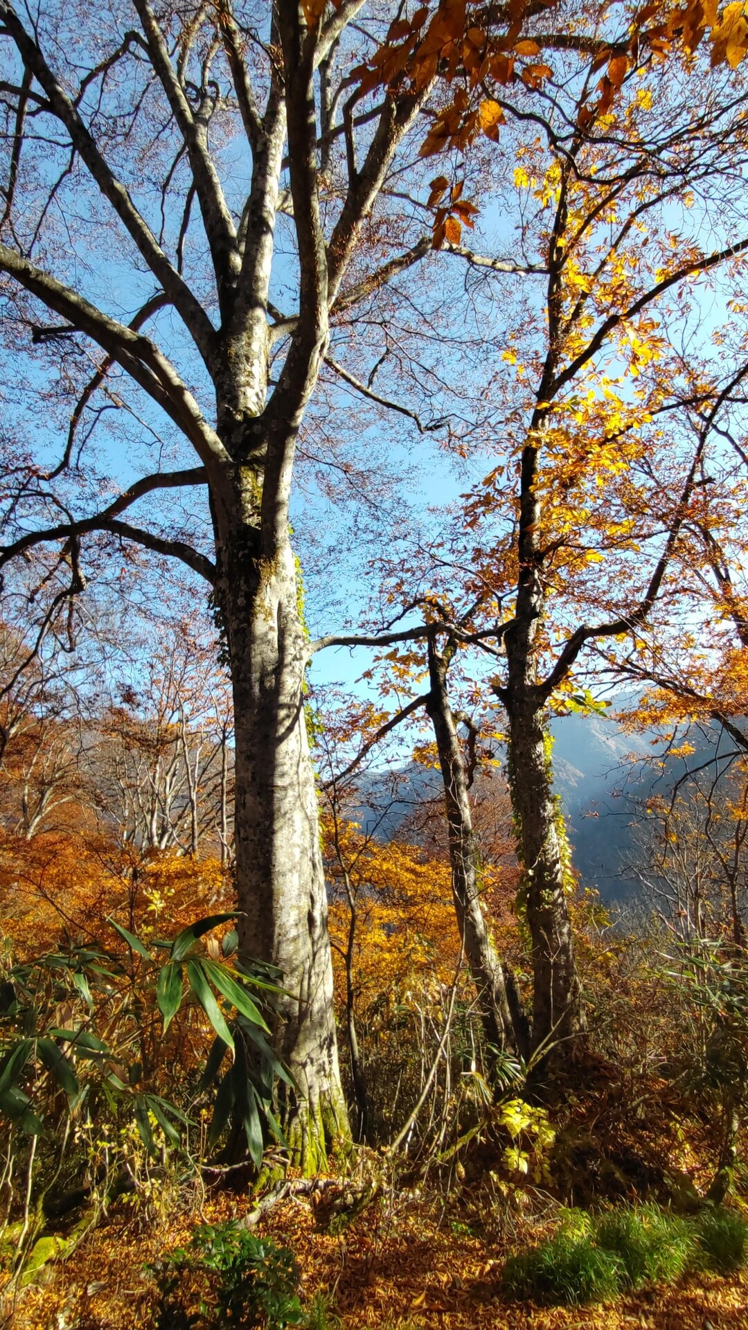 中山 紅葉に行こうよ🍁でしたが、気分が高揚してスタートタップし忘れるの巻 / nomatさんの大熊山・クズバ山・中山の活動データ | YAMAP / ヤマップ
