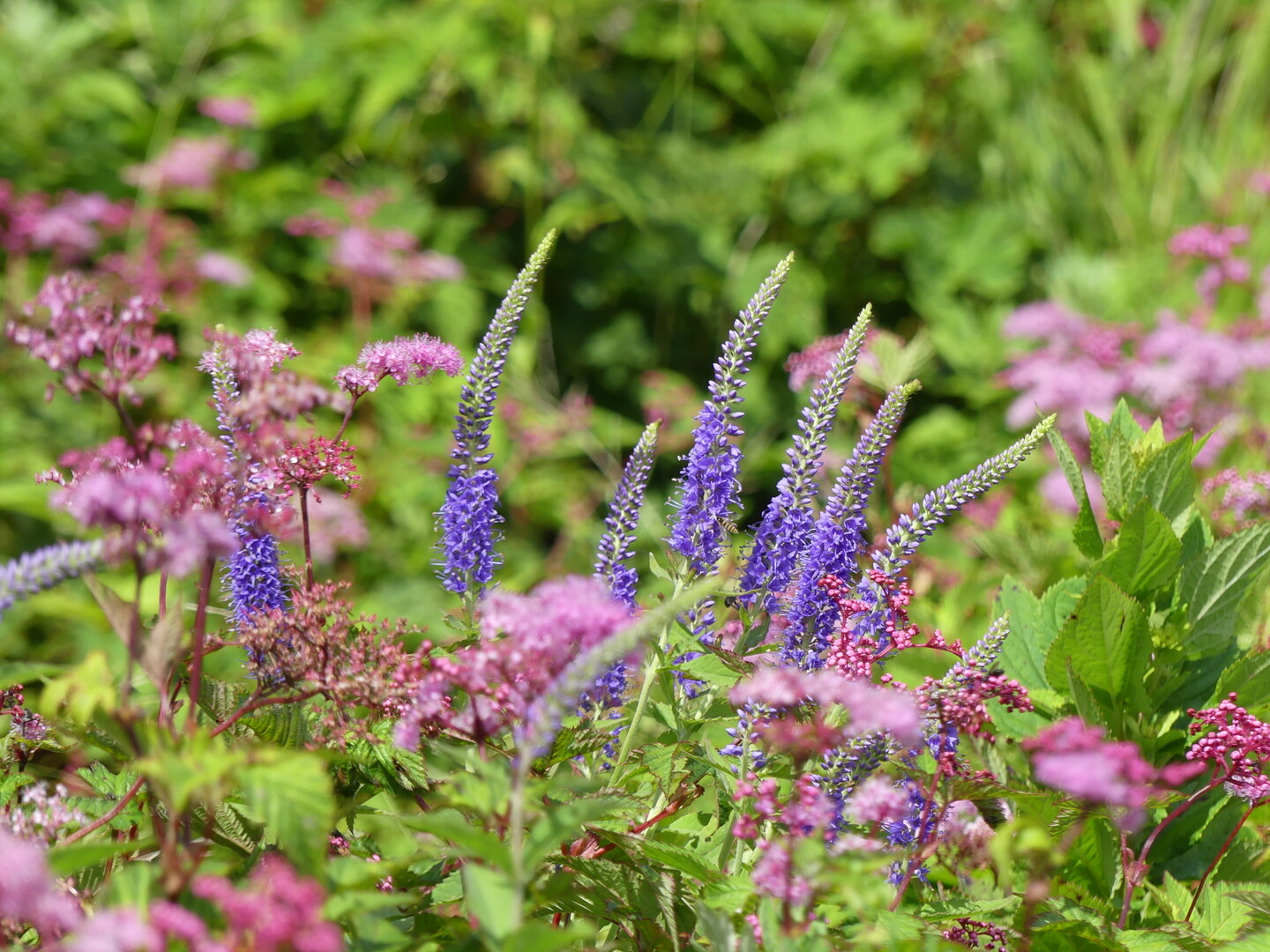 伊吹山 / KAZU3さんの伊吹山・伊吹高原・御座峰の活動日記 | YAMAP / ヤマップ