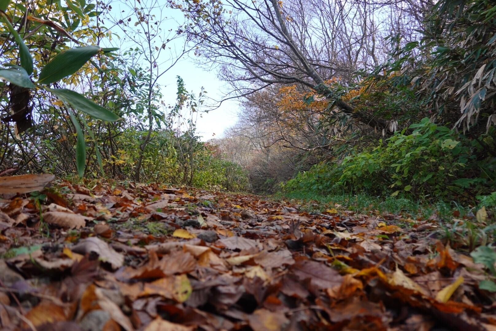 覗 周辺の山歩 / mag.hさんの医王山・白兀山・箱屋谷山の活動データ | YAMAP / ヤマップ