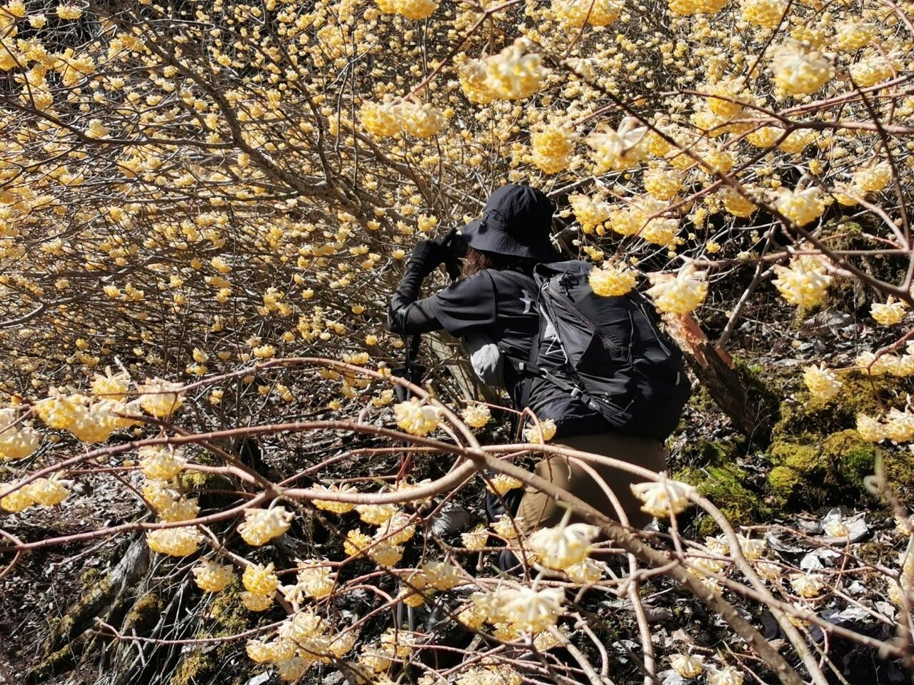 西丹沢のエルドラド🌼 / emi.sanさんの塔ノ岳・丹沢山・蛭ヶ岳の活動データ | YAMAP / ヤマップ