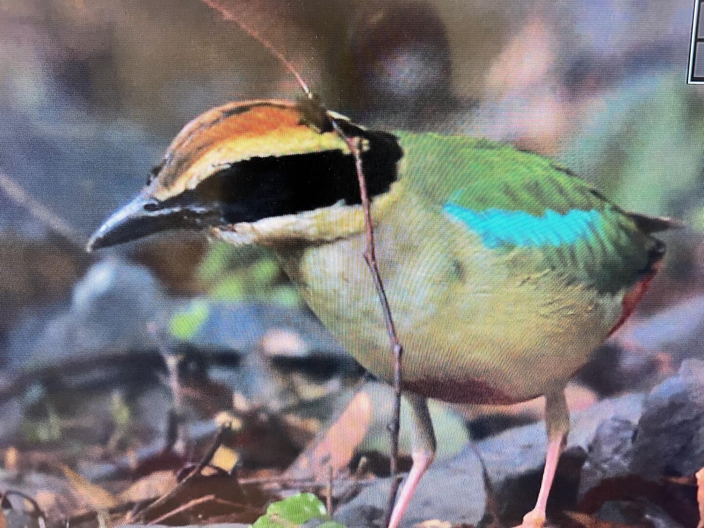 一度見て見たい鳥、ヤイロチョウ ️ 現... / KOZO.Mさんのモーメント | YAMAP / ヤマップ