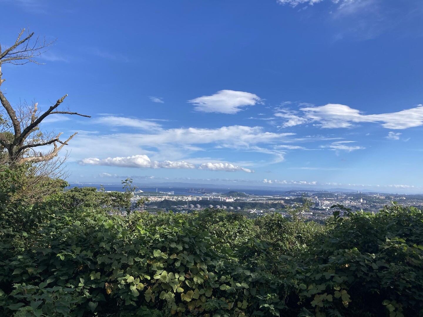 六国見山・勝上山・鷲峰山・大平山・天園・大丸山・金沢山・日向山・稲荷山 / ymdさんの鎌倉アルプス（大平山・天台山）の活動データ | YAMAP / ヤマップ