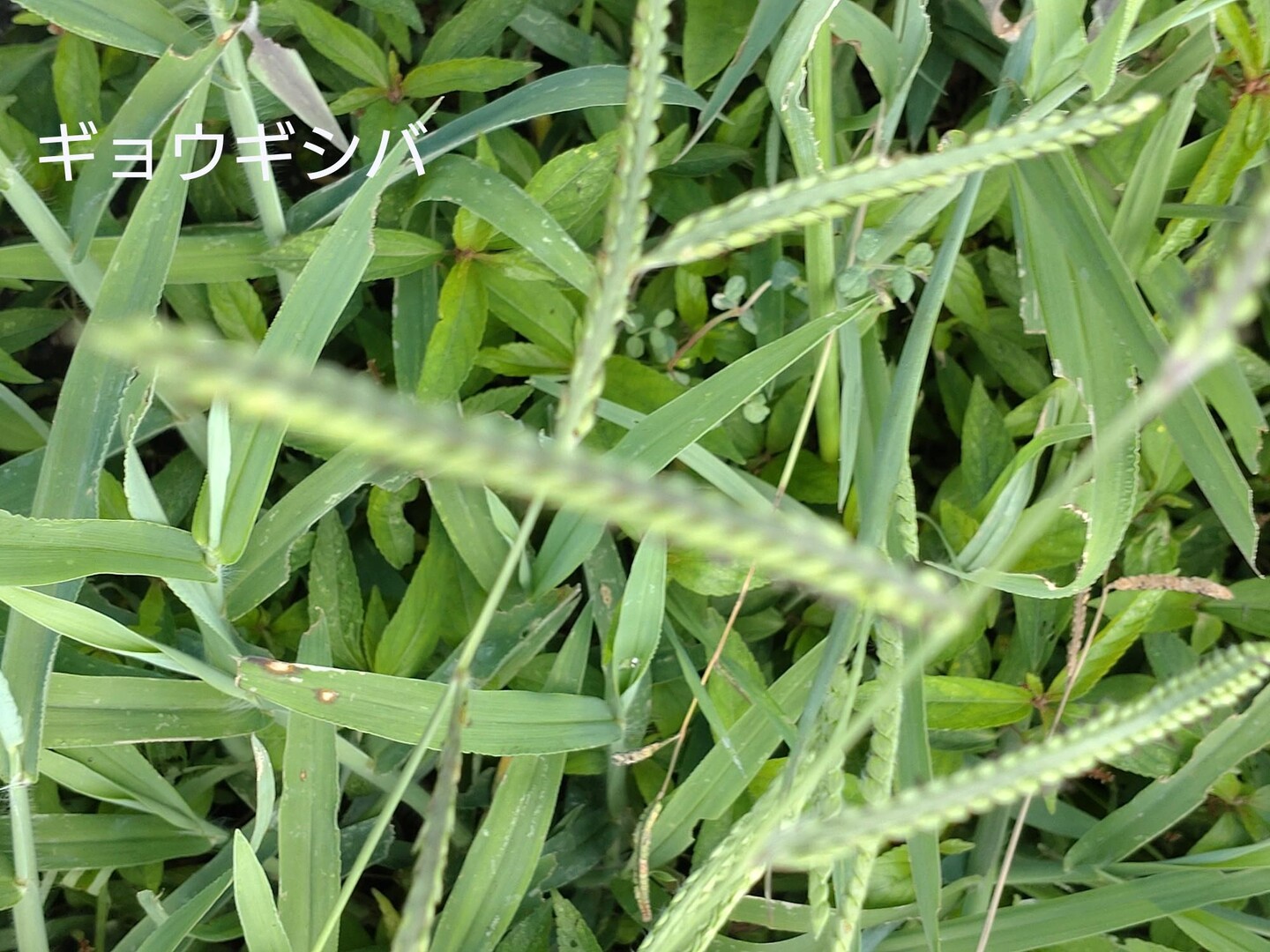 旭町.道の駅近くのあぜ道でコウノトリ🕊... / kazuさんのモーメント | YAMAP / ヤマップ