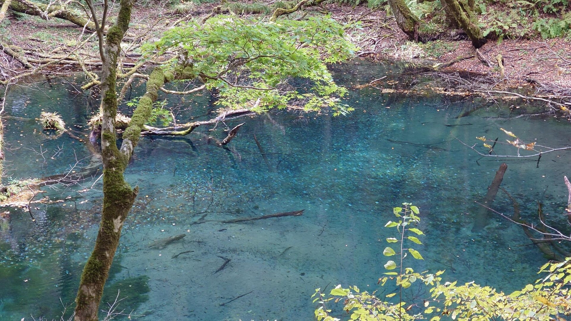 崩山 / tomoさんの白神岳・蟶山・大峰岳の活動データ | YAMAP / ヤマップ