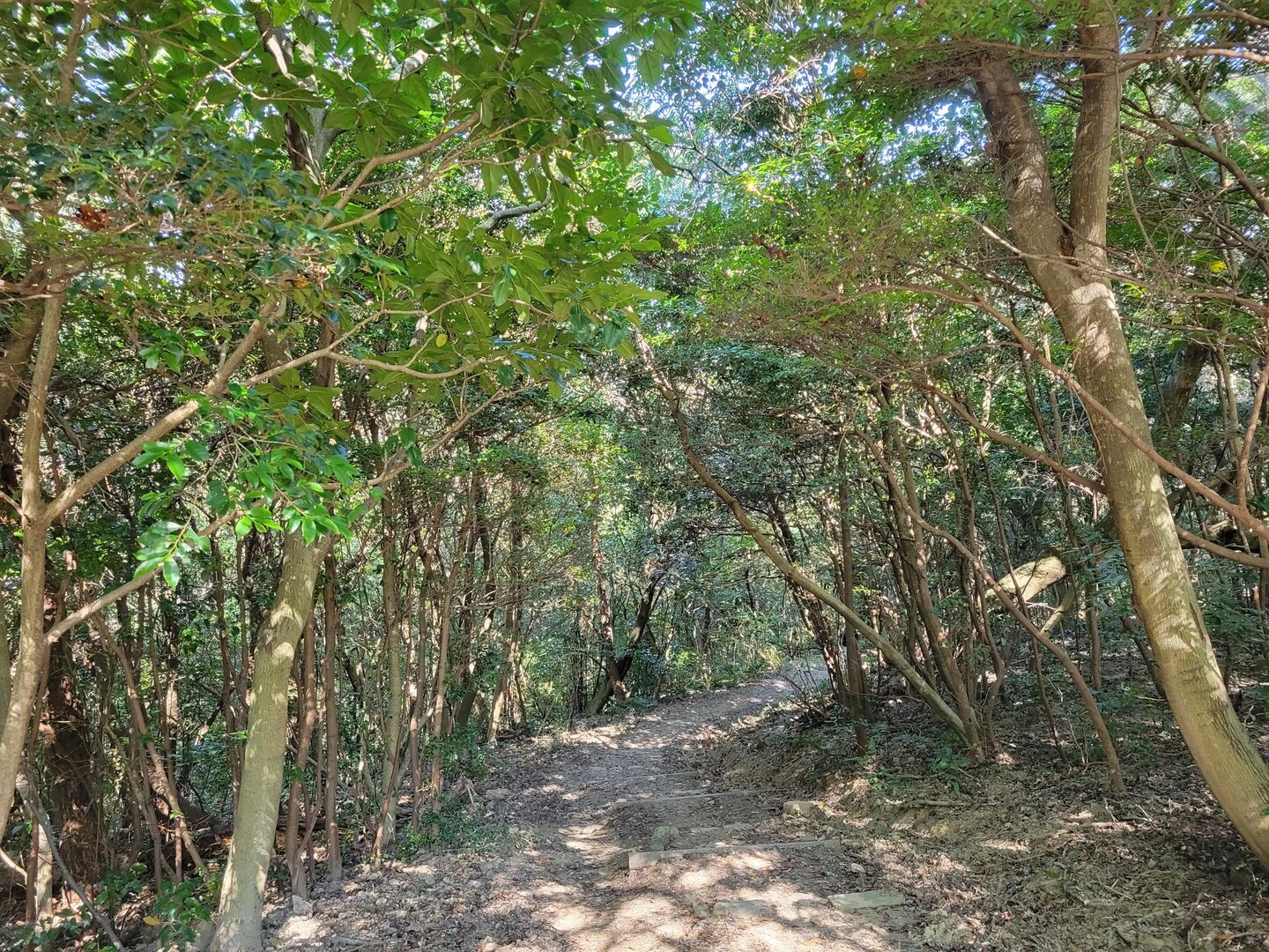 龍ノ口山 / RIMOさんの龍ノ口山の活動データ | YAMAP / ヤマップ