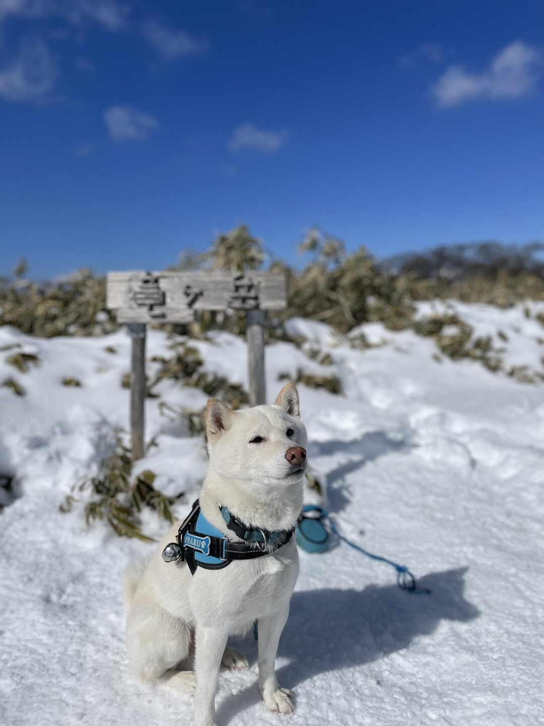 竜ヶ岳 / HAKU&NAOさんの毛無山・雨ヶ岳・竜ヶ岳の活動データ | YAMAP / ヤマップ