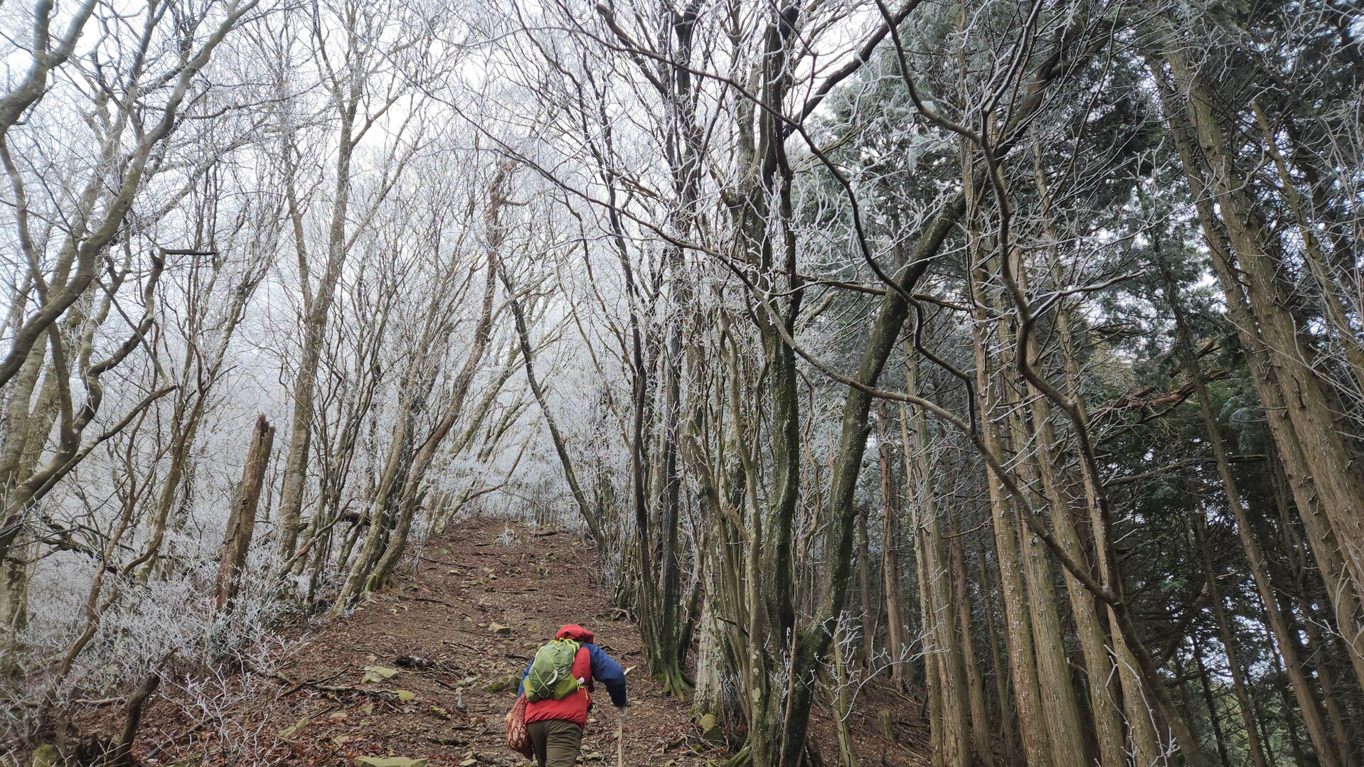 四国百名山”だらっと”踏破一直線 第13回「大川山」 / TEAM志刻Walkerさんの竜王山（讃岐山脈）・大川山の活動データ | YAMAP / ヤマップ