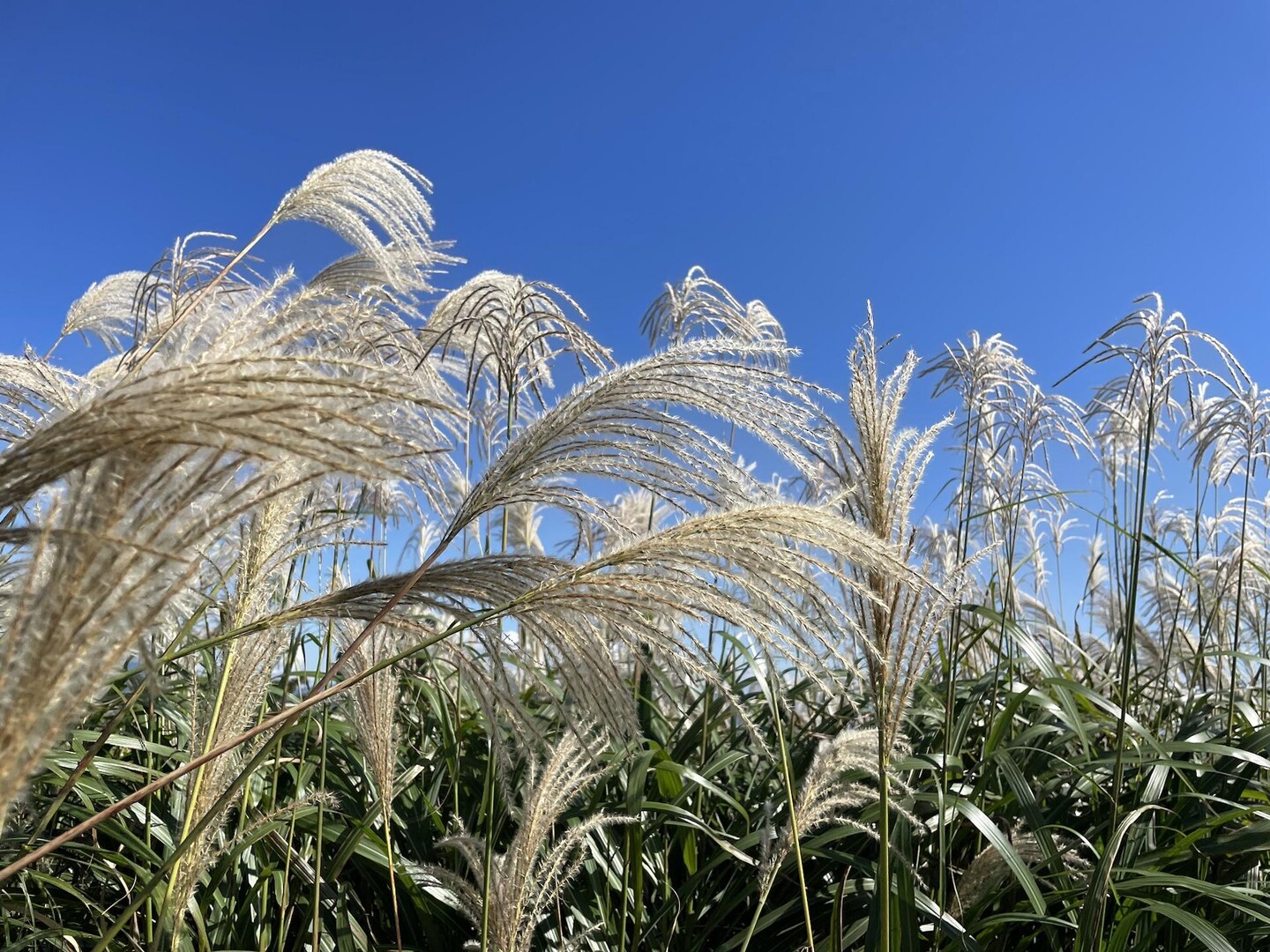 ミステリアス！岩籠山 / watsonさんの野坂岳の活動データ | YAMAP / ヤマップ