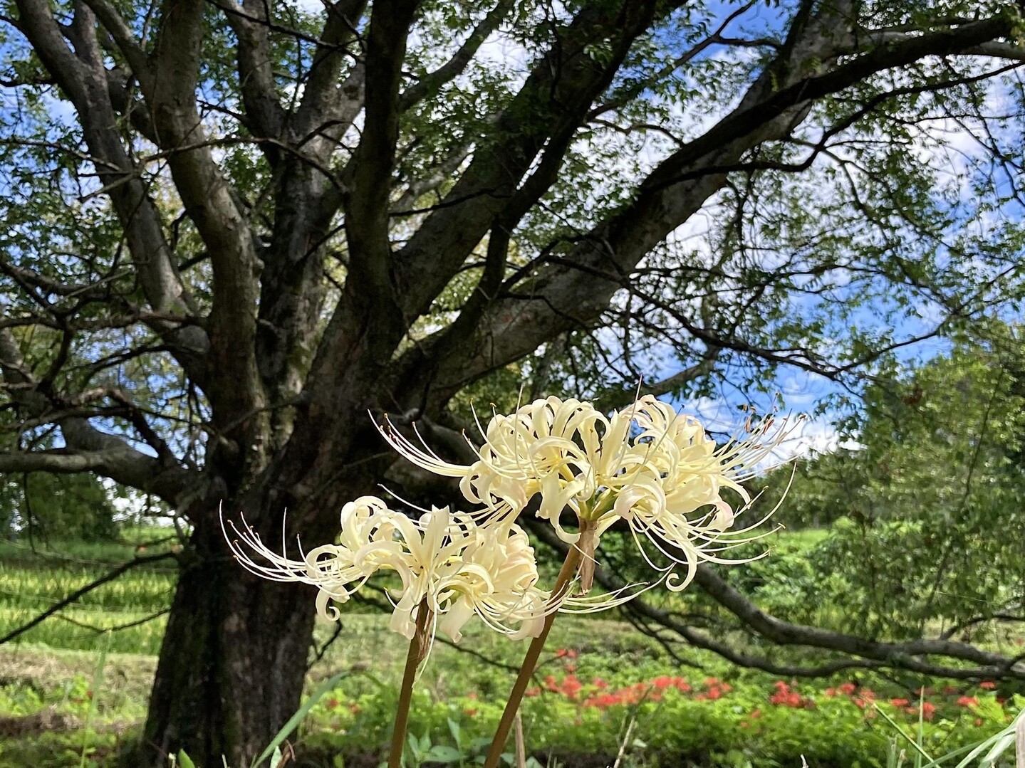 明日香村ウォーキング 2023.09.24 / big fishさんのウォーキングの活動データ | YAMAP / ヤマップ