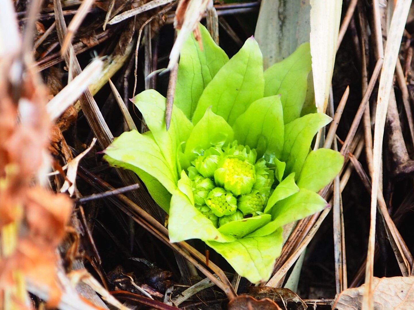 リハビリ久田～妙法寺 花が開いた / 天ぷらケンジJyJyさんの長岡市 北エリアの活動日記 | YAMAP / ヤマップ