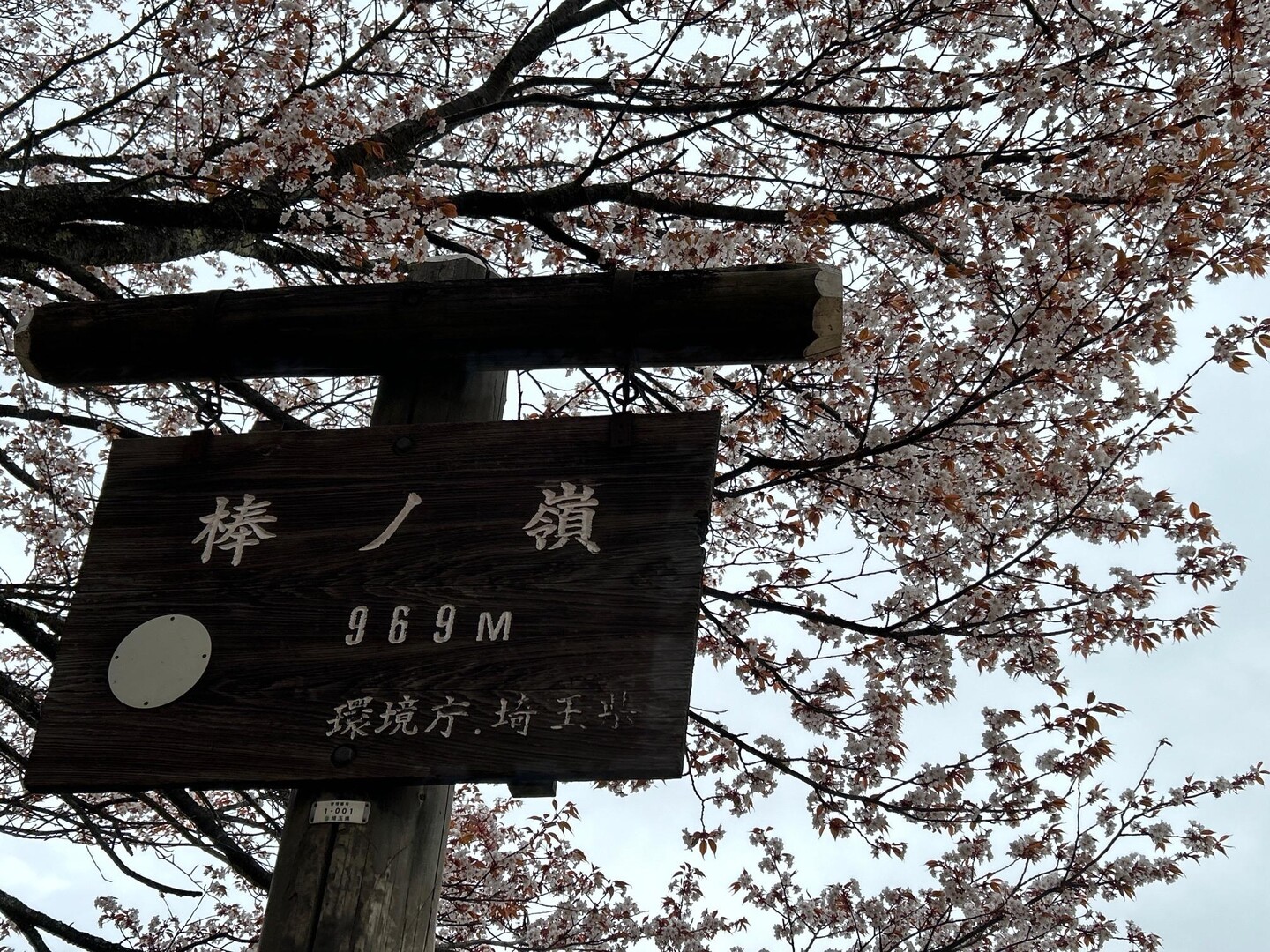 棒ノ嶺 桜が散る前にもう一度 / shinさんの棒ノ折山（棒ノ嶺）の活動データ | YAMAP / ヤマップ