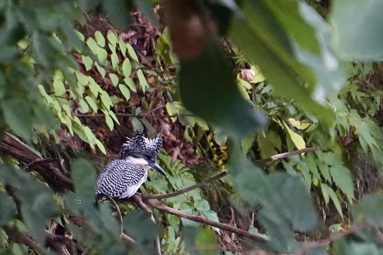 9/23(土)〜9/28(木)のヤマセミ... / yosi＆ryoさんのモーメント | YAMAP / ヤマップ