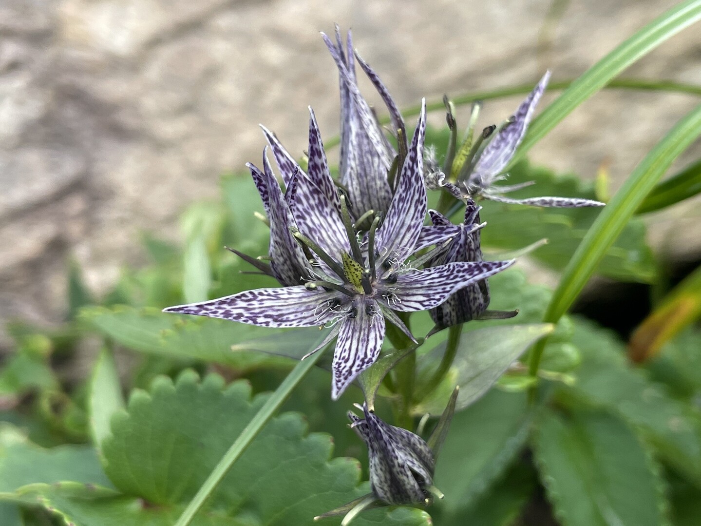 真夏の早池峰山＆薬師岳 ミヤマアケボノソウ探し😊 / hirosyさんの早池峰山・薬師岳・鶏頭山の活動データ | YAMAP / ヤマップ