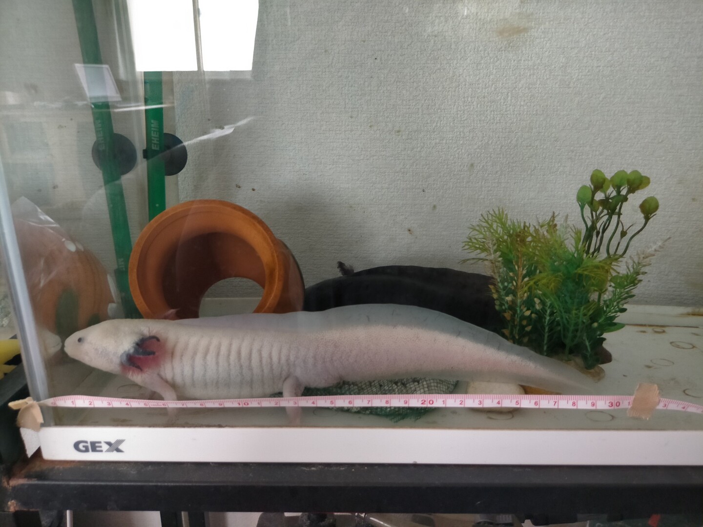 2022/8/7 2年半前に3.5cmく... / まさやんさんのモーメント | YAMAP / ヤマップ