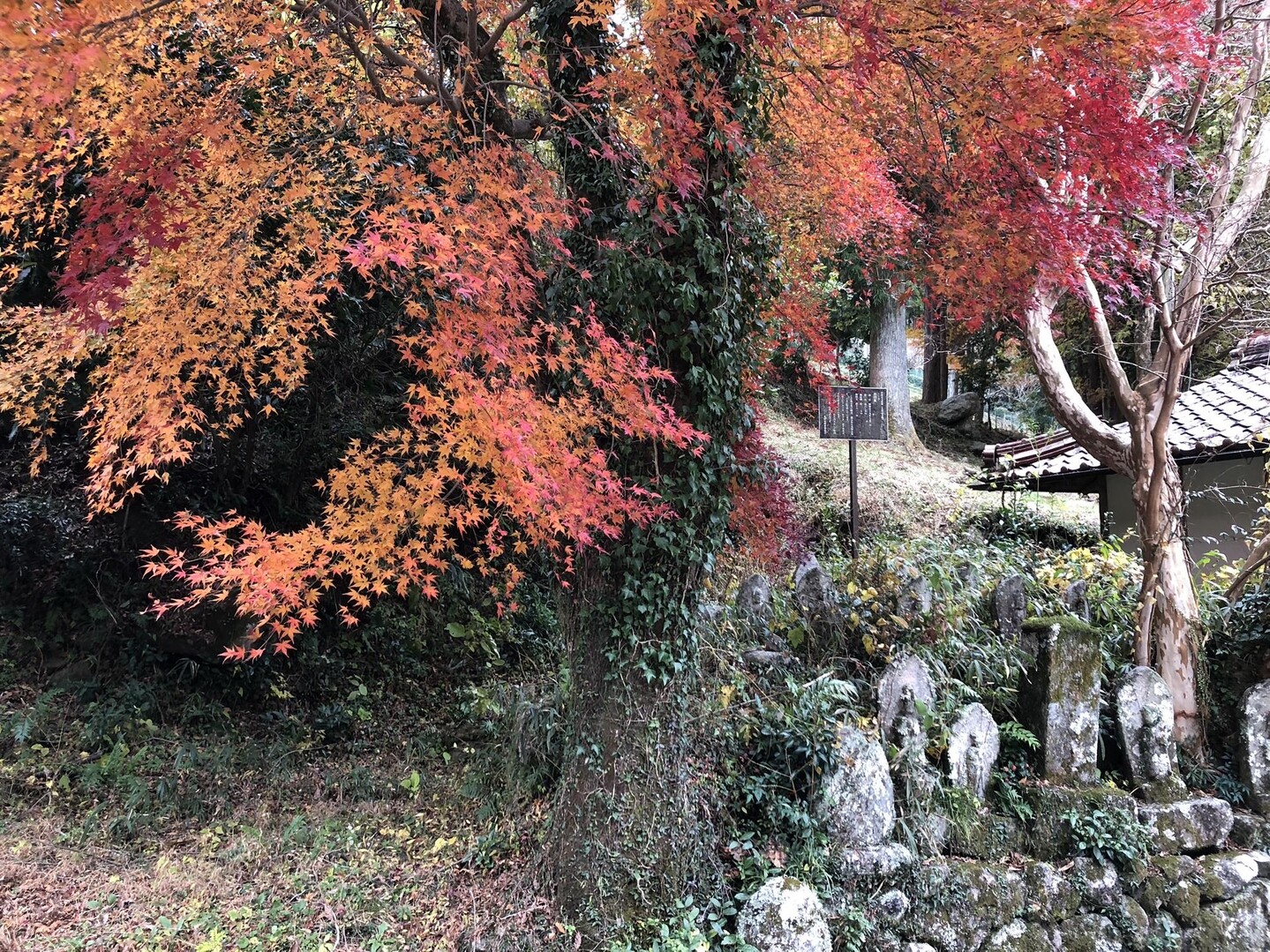 東海自然歩道（伊勢神峠〜明智駅）-2023-12-01 / n-matsuさんの東海自然歩道（伊勢神峠〜明智駅）の活動データ | YAMAP / ヤマップ