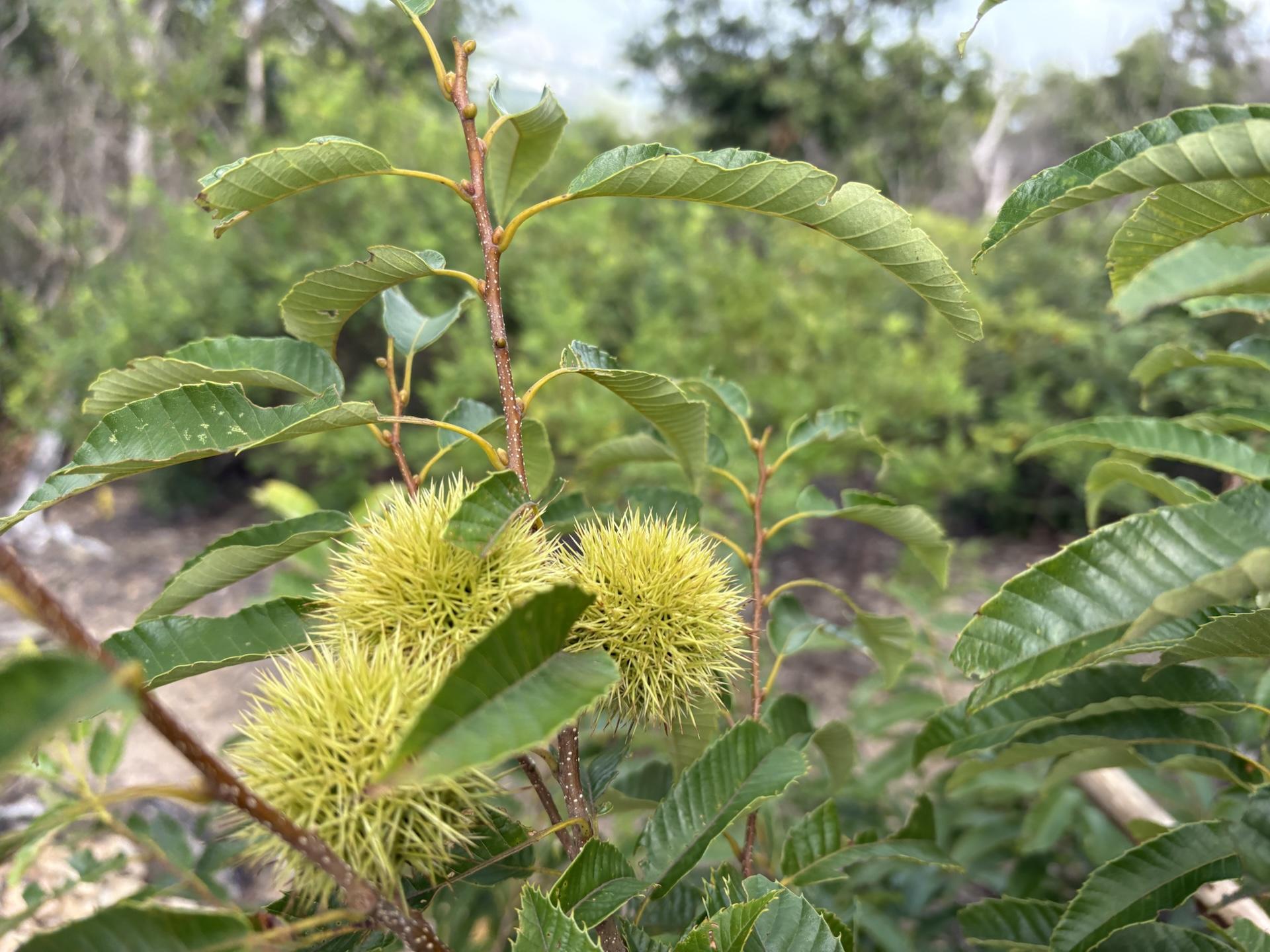 ゴミ拾い🧹 / Cuernavaca🇲🇽さんの茶臼山・万灯山の活動データ | YAMAP / ヤマップ