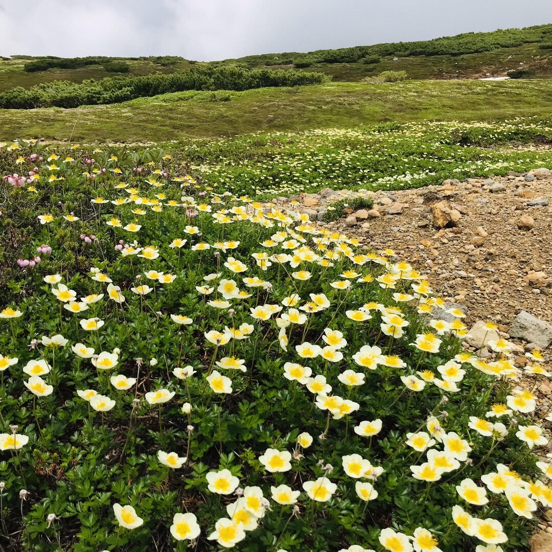 旭岳(体力チェックで散策コース1周) / Hiroさんの大雪山系・旭岳・トムラウシの活動データ | YAMAP / ヤマップ