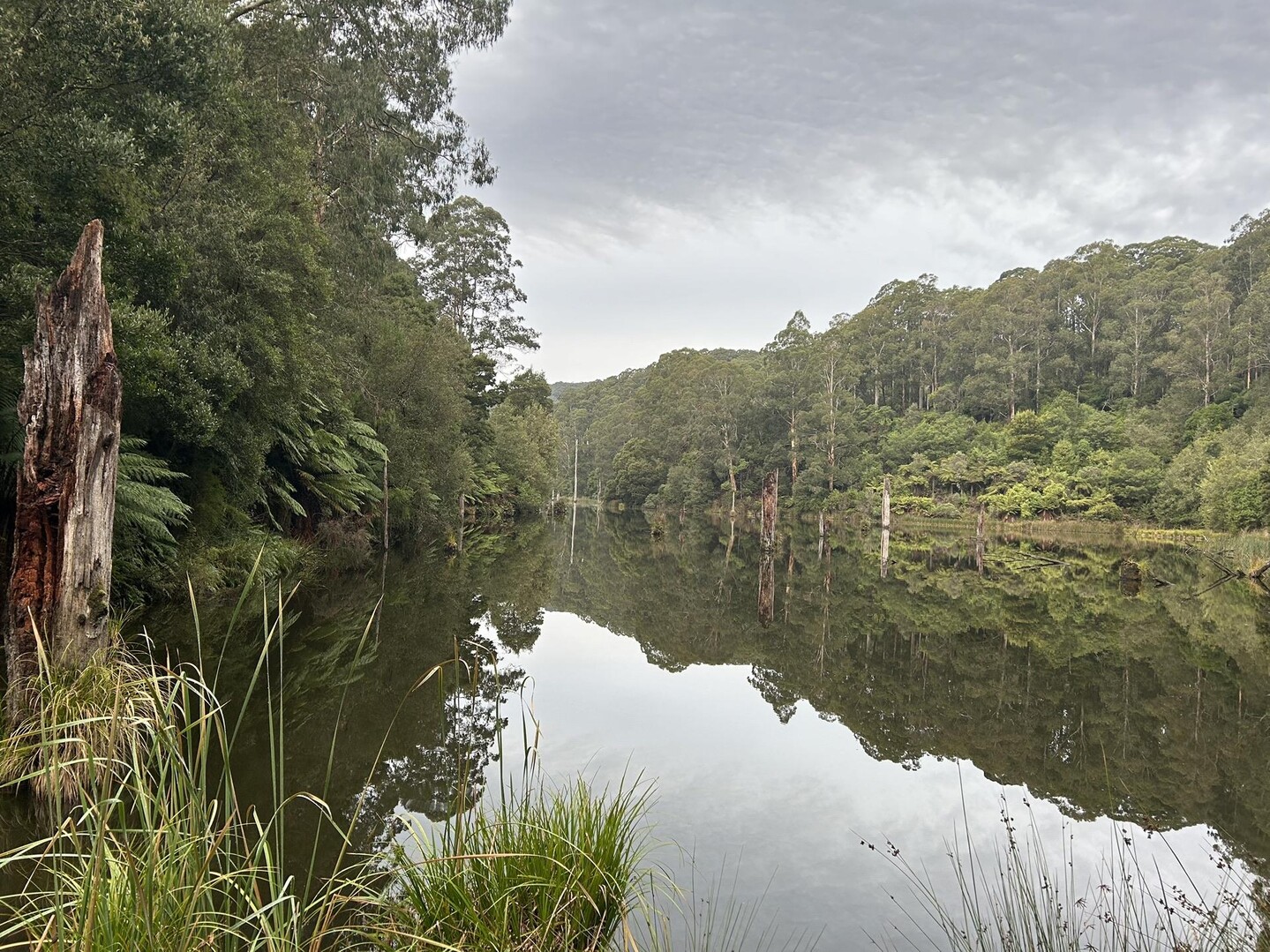 カモノハシ探しにエリザベス湖-2024-06-10 / MARIKOさんのウォーキングの活動データ | YAMAP / ヤマップ