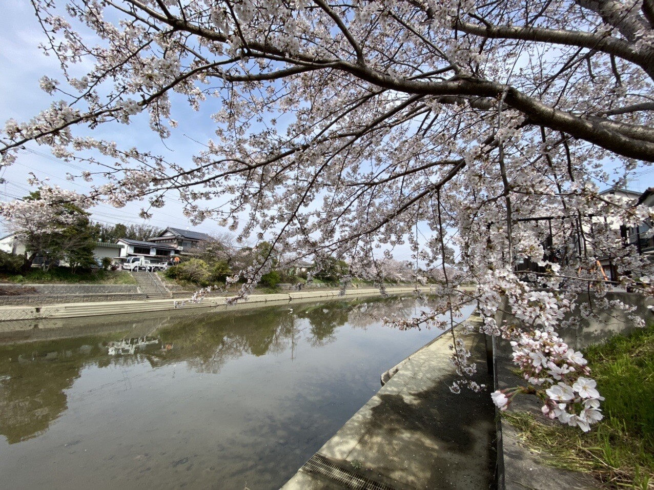 前川堤の桜並木🌸 こんなに咲いてるけど... / chorosupporterさんのモーメント | YAMAP / ヤマップ