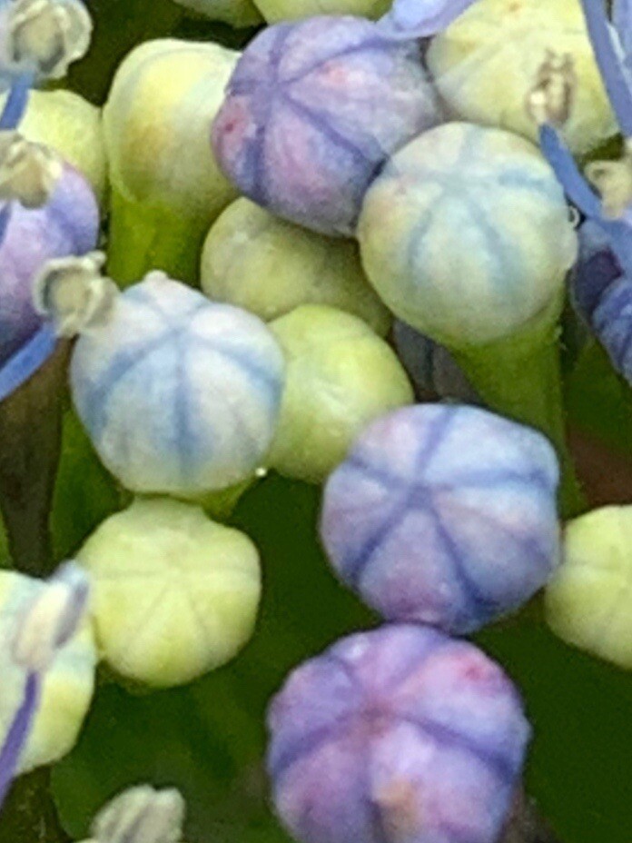 紫陽花のつぼみ色とりどり😀 手毬あめみ... / seekaさんのモーメント | YAMAP / ヤマップ