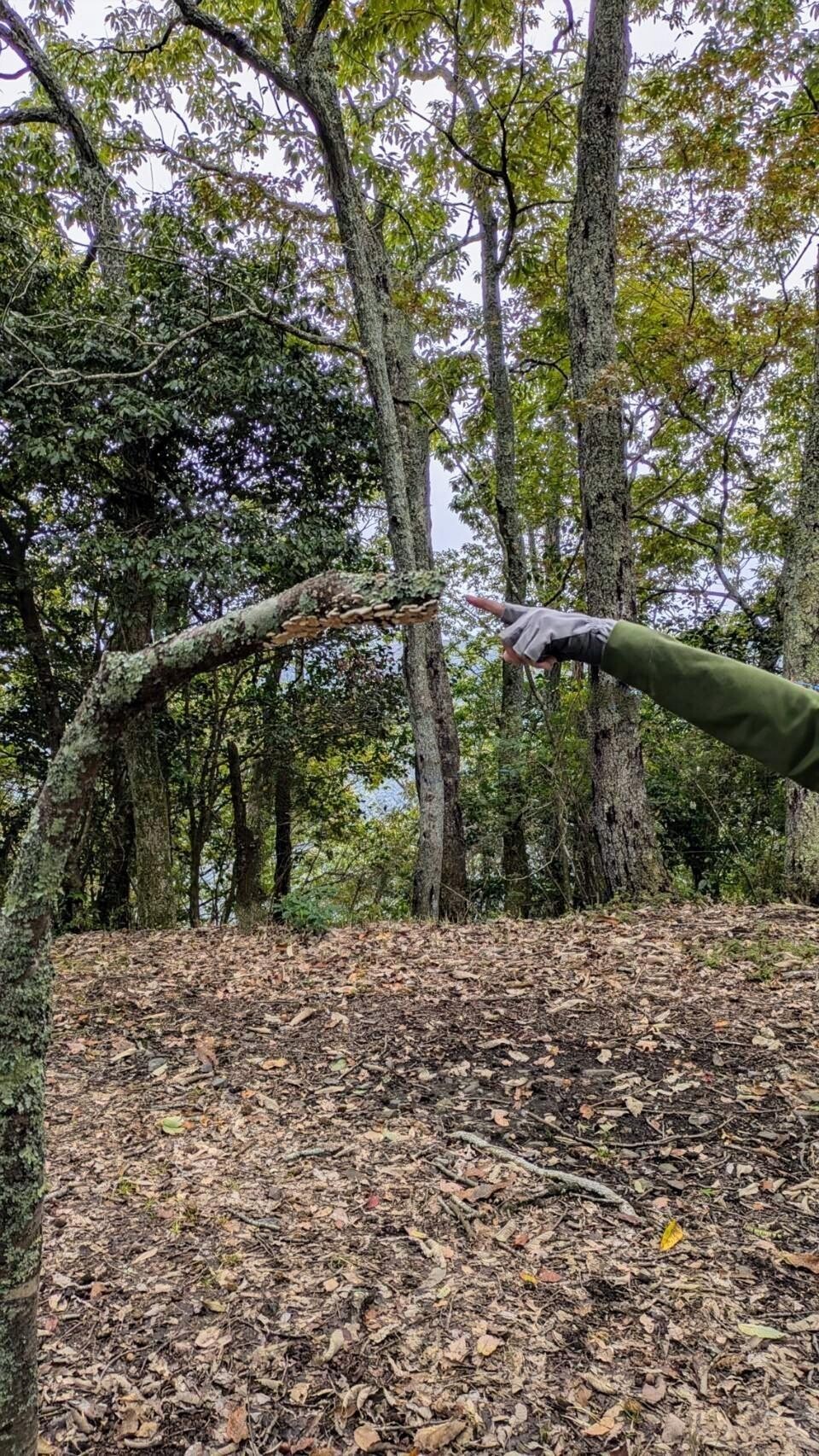 わたしいろ…佐伯天神山 / Soraさんの佐伯天神山の活動データ | YAMAP / ヤマップ