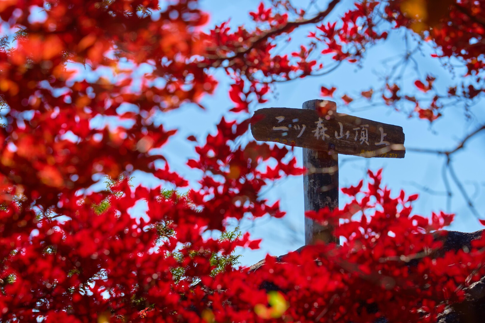 紅葉🍁黄葉🍂二ッ森山をフォレストパークから歩いてみる / estudioさんの二ッ森山の活動データ | YAMAP / ヤマップ
