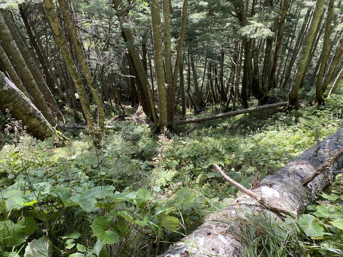 Gentil15さんの投稿したフィールドメモ | YAMAP / ヤマップ