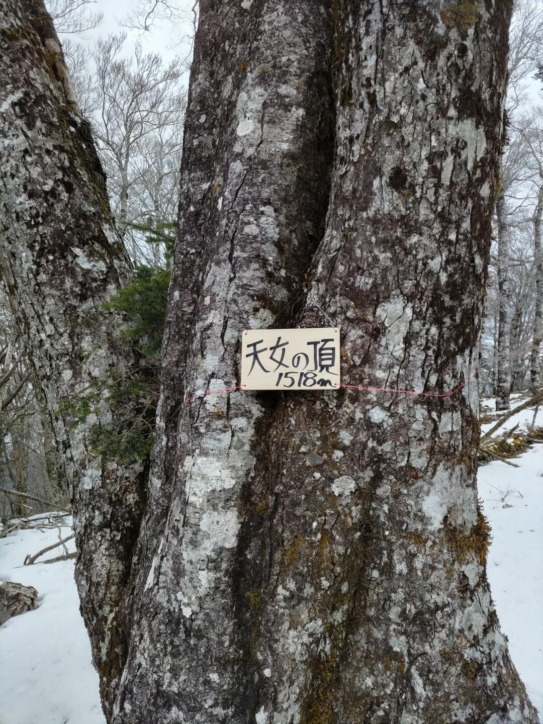 天女の頂 / T64さんの八経ヶ岳の活動データ | YAMAP / ヤマップ