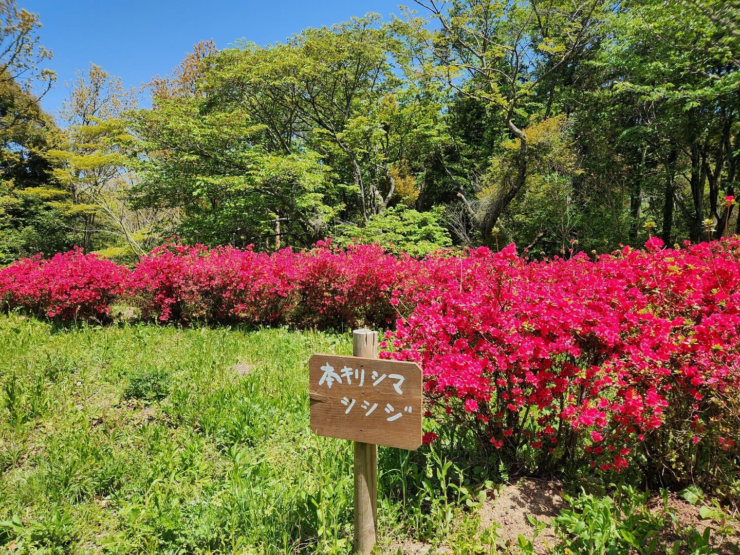 生駒山・ツツジ山 / Cielさんの生駒山・神津嶽・大原山の活動日記 | YAMAP / ヤマップ