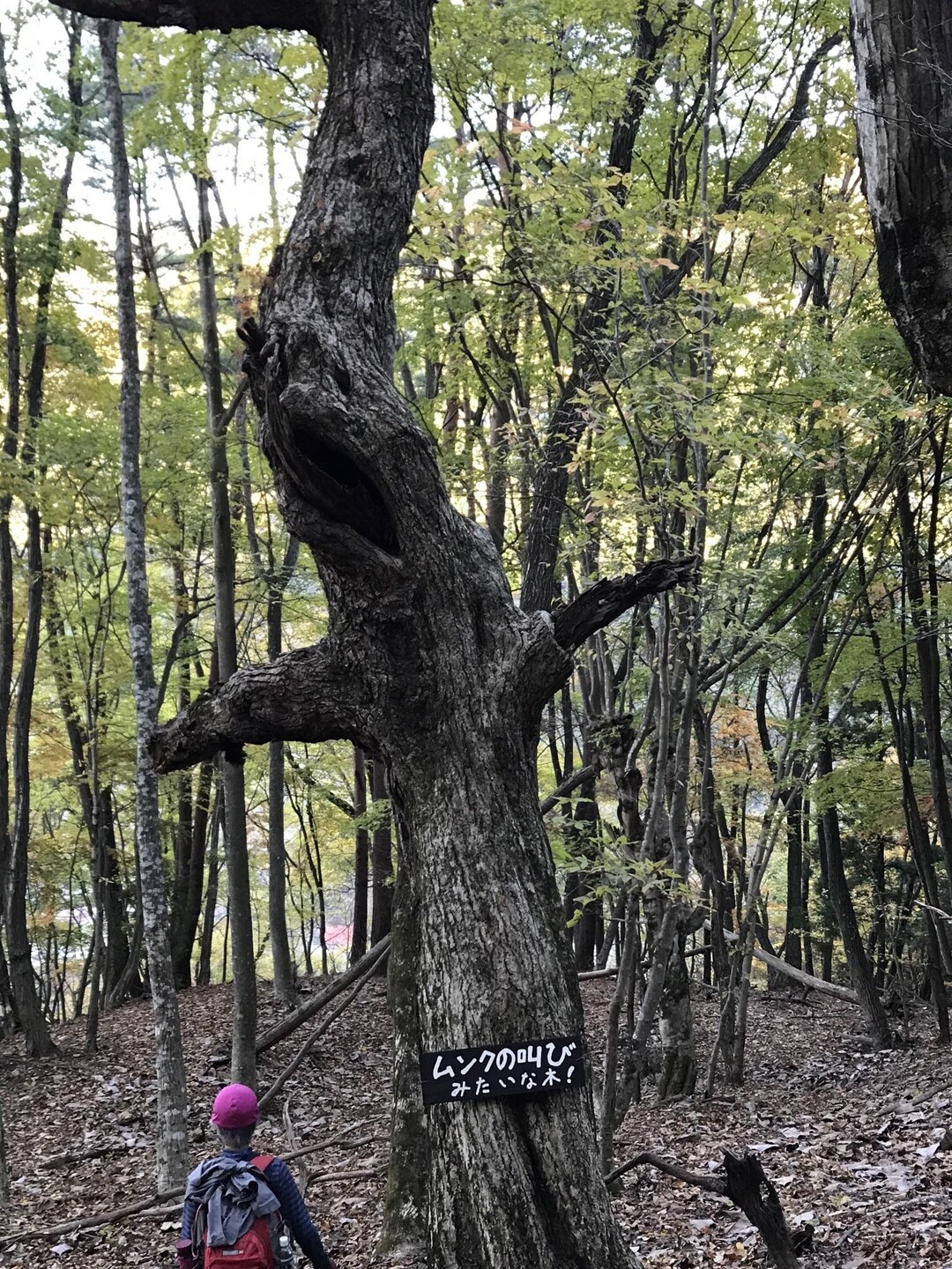 坪山 / yamajazzさんの権現山・奈良倉山の活動データ | YAMAP / ヤマップ