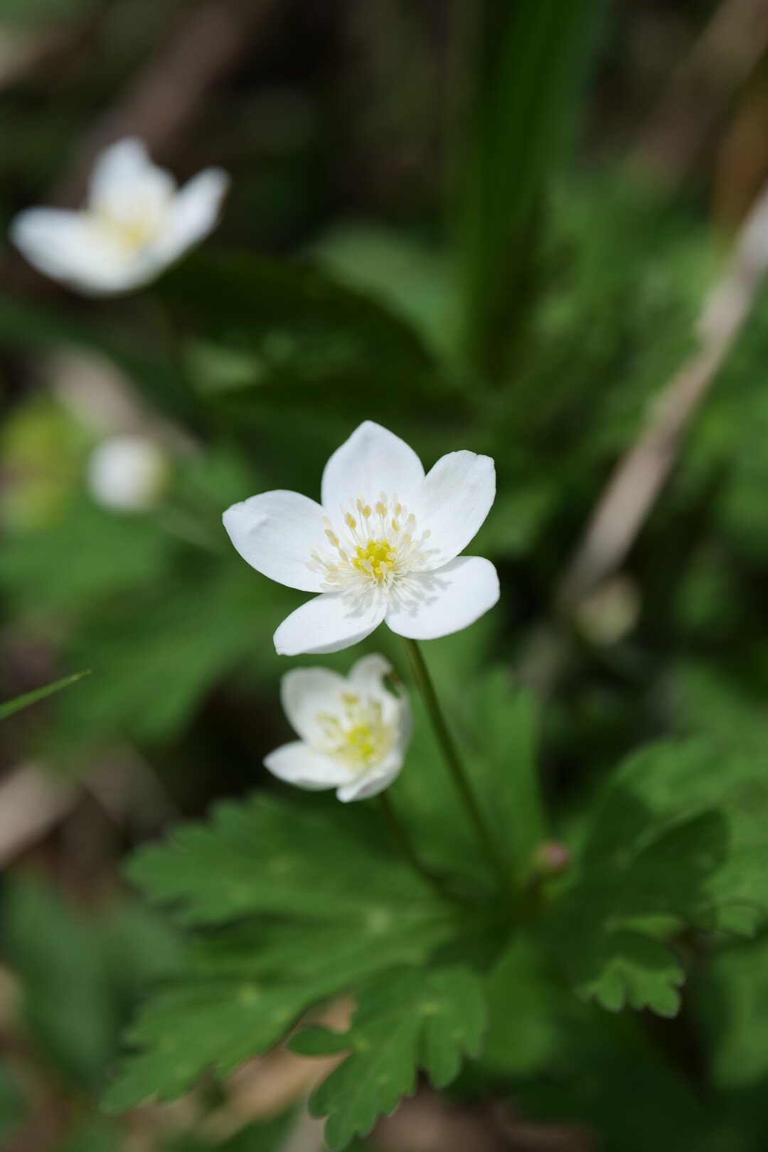 休みともなれば山に行って現地で山菜ばっか... / Cervo_SRさんのモーメント | YAMAP / ヤマップ