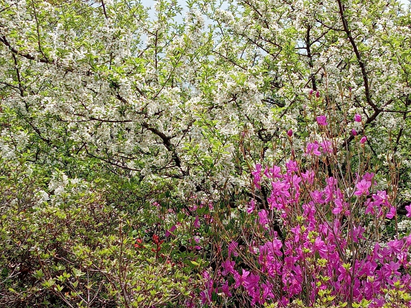 地蔵岳・北山・篭山・駒ヶ岳・黒檜山 / yuzoさんのヤマノススメ巡礼マップ（赤城山・地蔵岳）の活動データ | YAMAP / ヤマップ