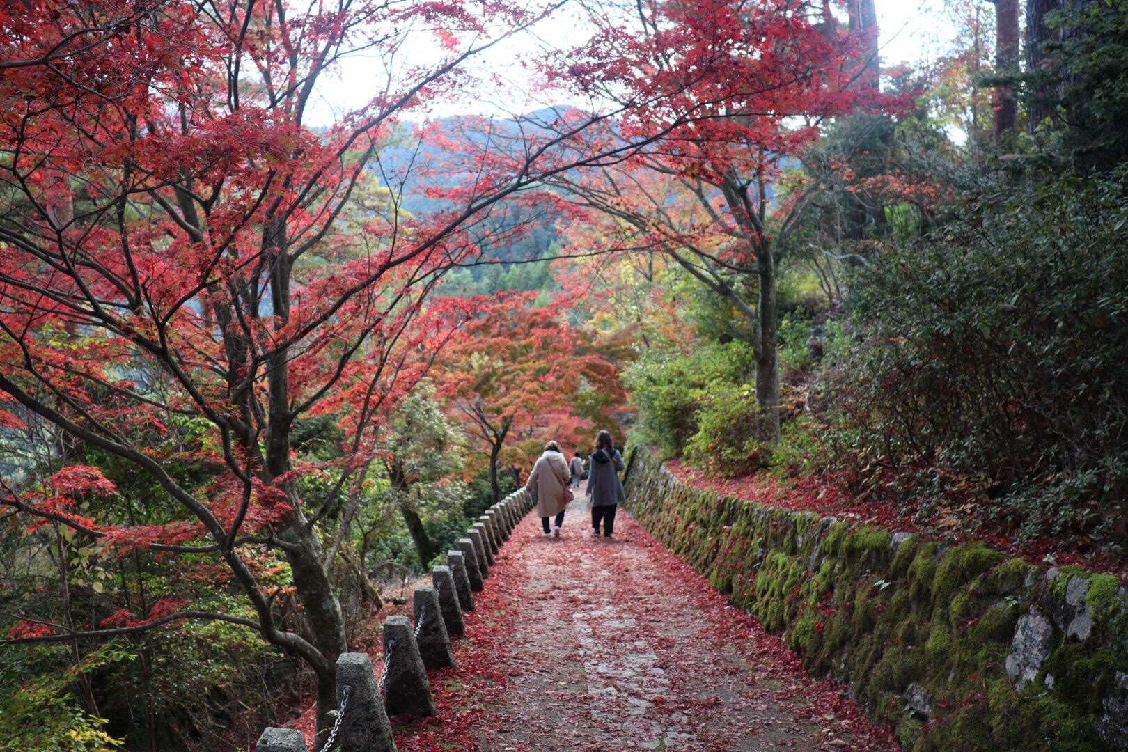OK nice good 久しぶりに英語話した吉野山 / かよさんのMIND TRAIL YOSHINO (2022)の活動データ | YAMAP / ヤマップ