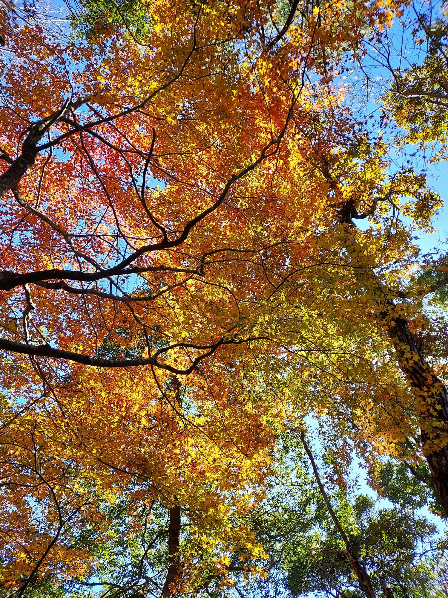 小林市須木内山 高平山 / derainandreさんの七熊山の活動データ | YAMAP / ヤマップ