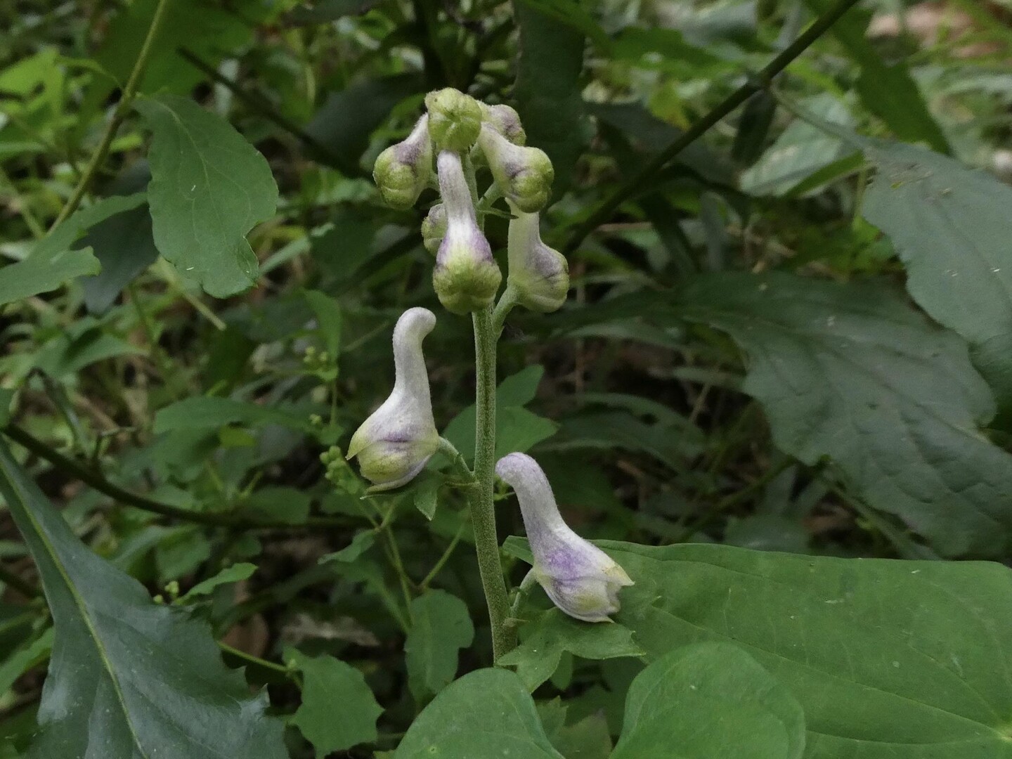 長池公園（八王子市）と小山内裏公園（町田市） / skipさんのウォーキングの活動データ | YAMAP / ヤマップ