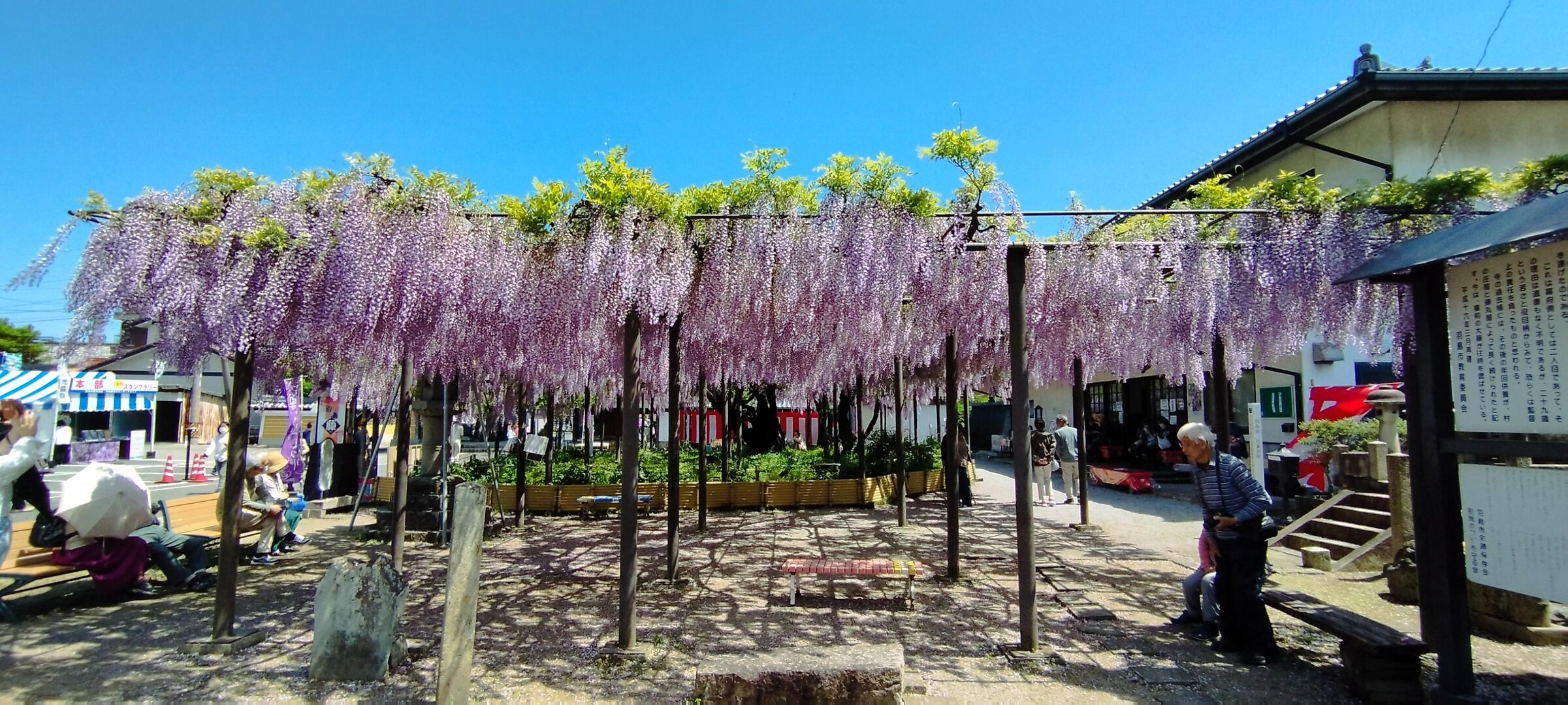 羽島市 竹鼻別院の藤 満開でした。 / ぐっち／^o^\さんのモーメント | YAMAP / ヤマップ