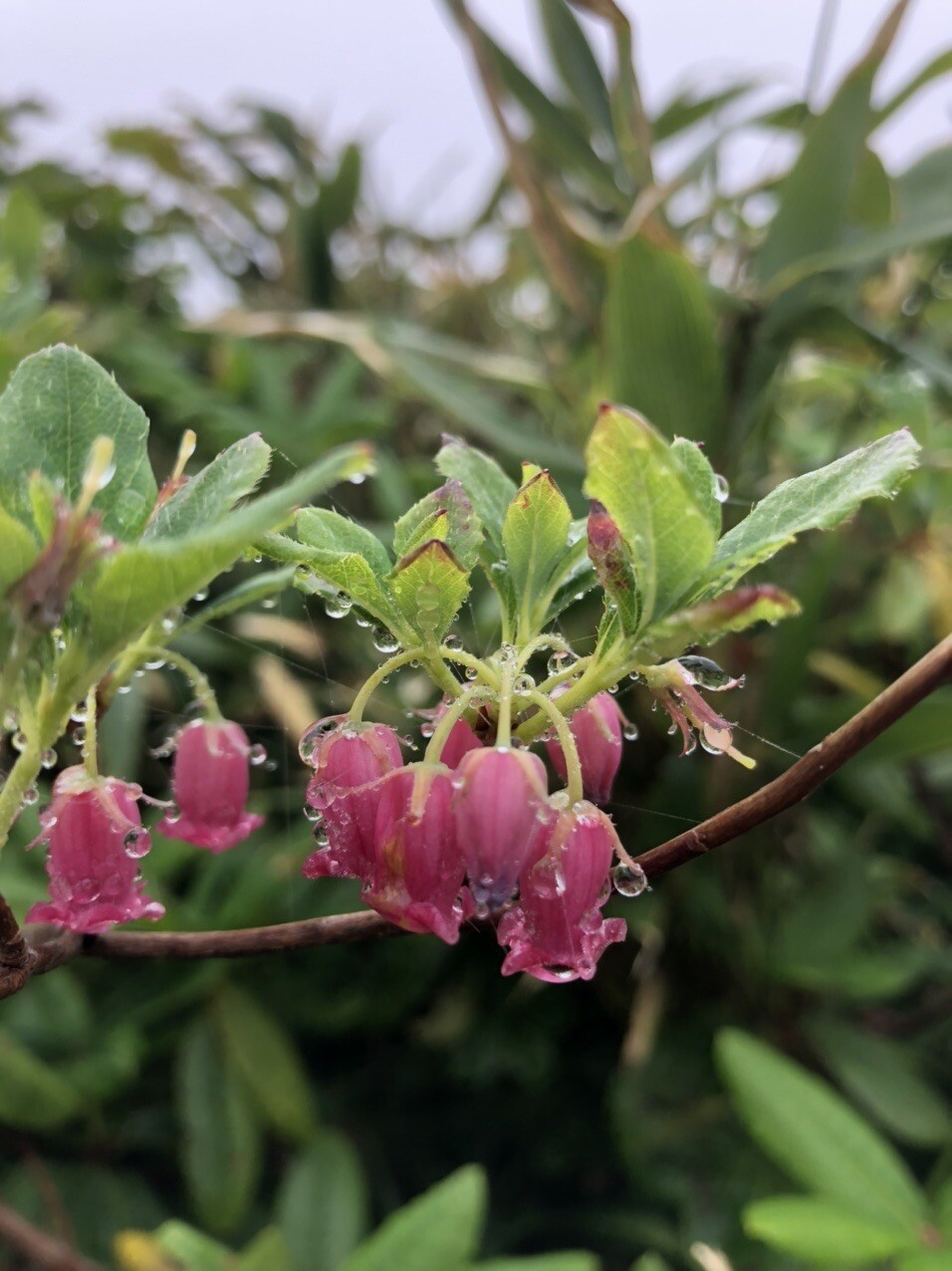 森吉山 / yamacchiさんの森吉山の活動データ | YAMAP / ヤマップ